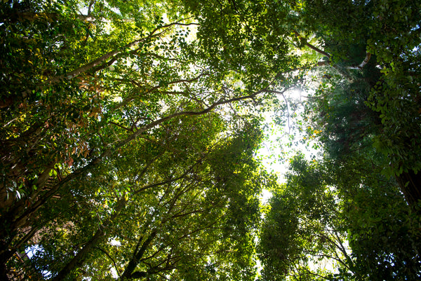 価格改定のご案内 – nifuオンラインストア