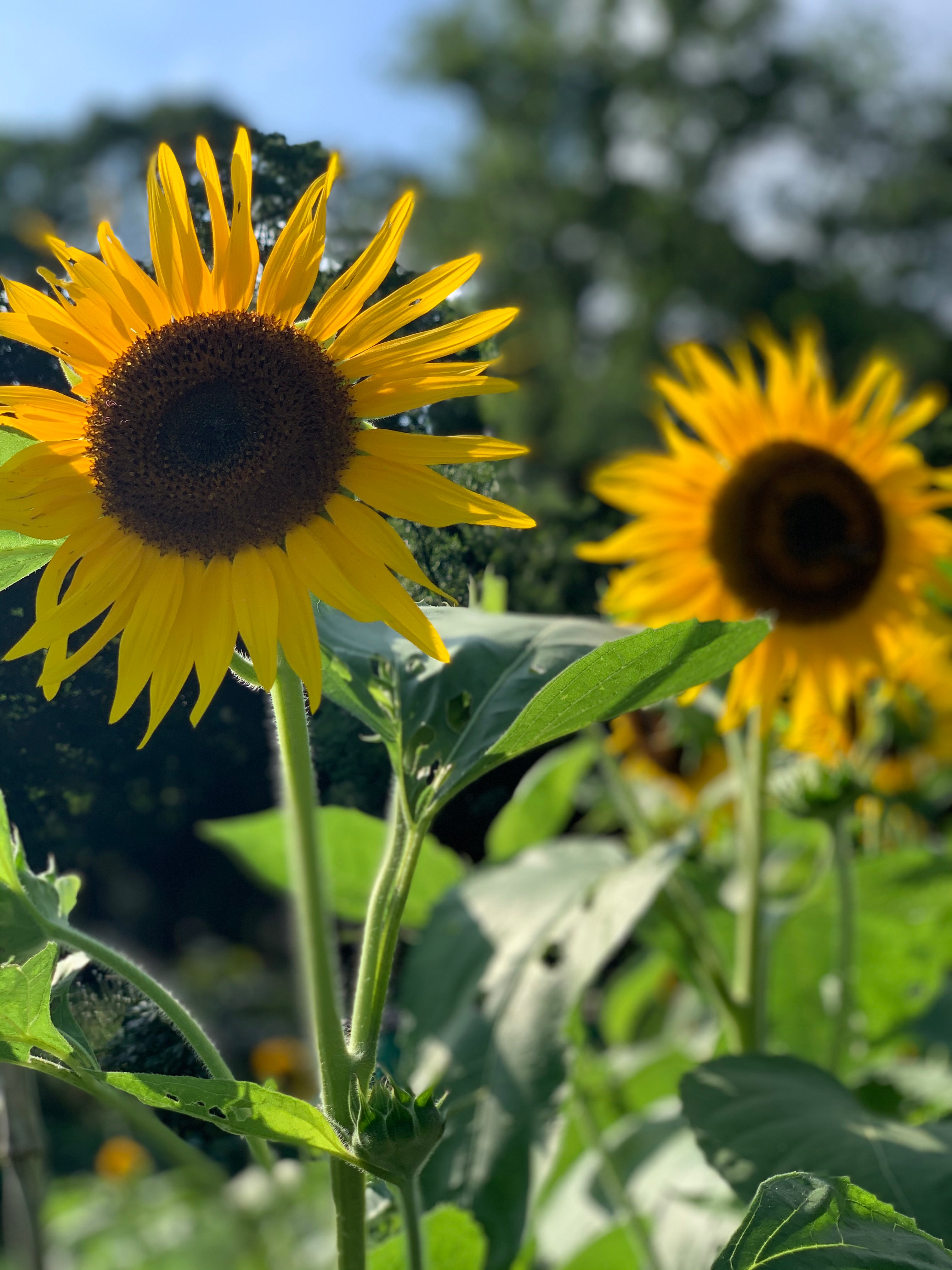 発酵温浴nifu LINE Officialアカウント